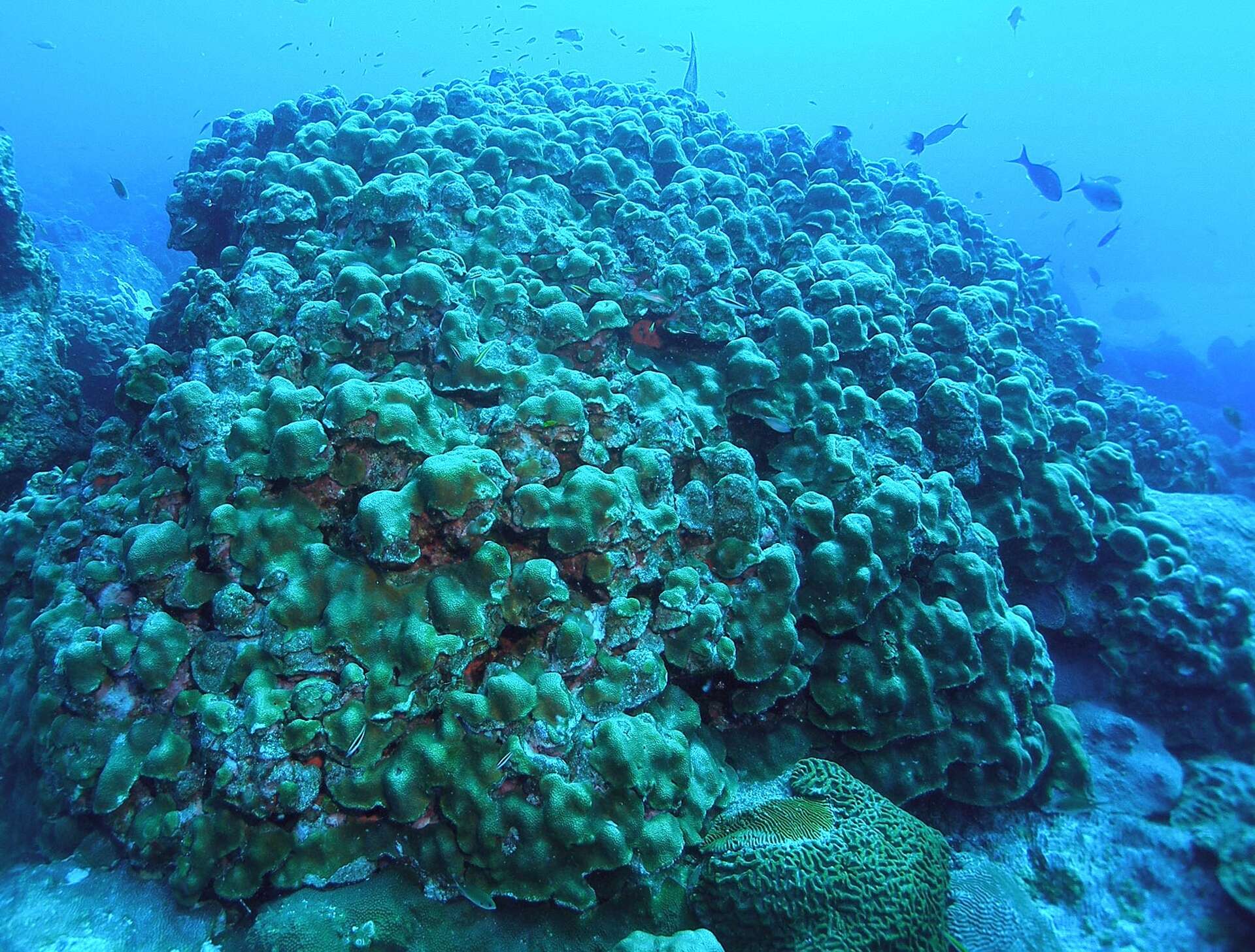 Why the world’s healthiest coral reefs are in Texas Gulf