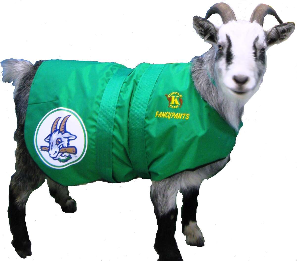 Fancy Pants: Yard Goats mascot now star of Harper's Bazaar Arabia