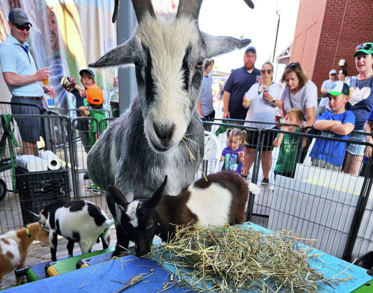Fancy Pants: Yard Goats mascot now star of Harper's Bazaar Arabia