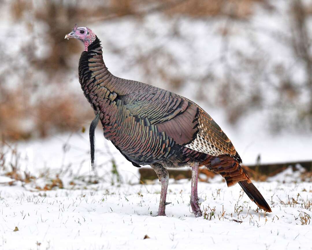 Wild turkeys stay in Michigan year-round