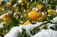 What to Do for a Lemon Tree With Frost Damage