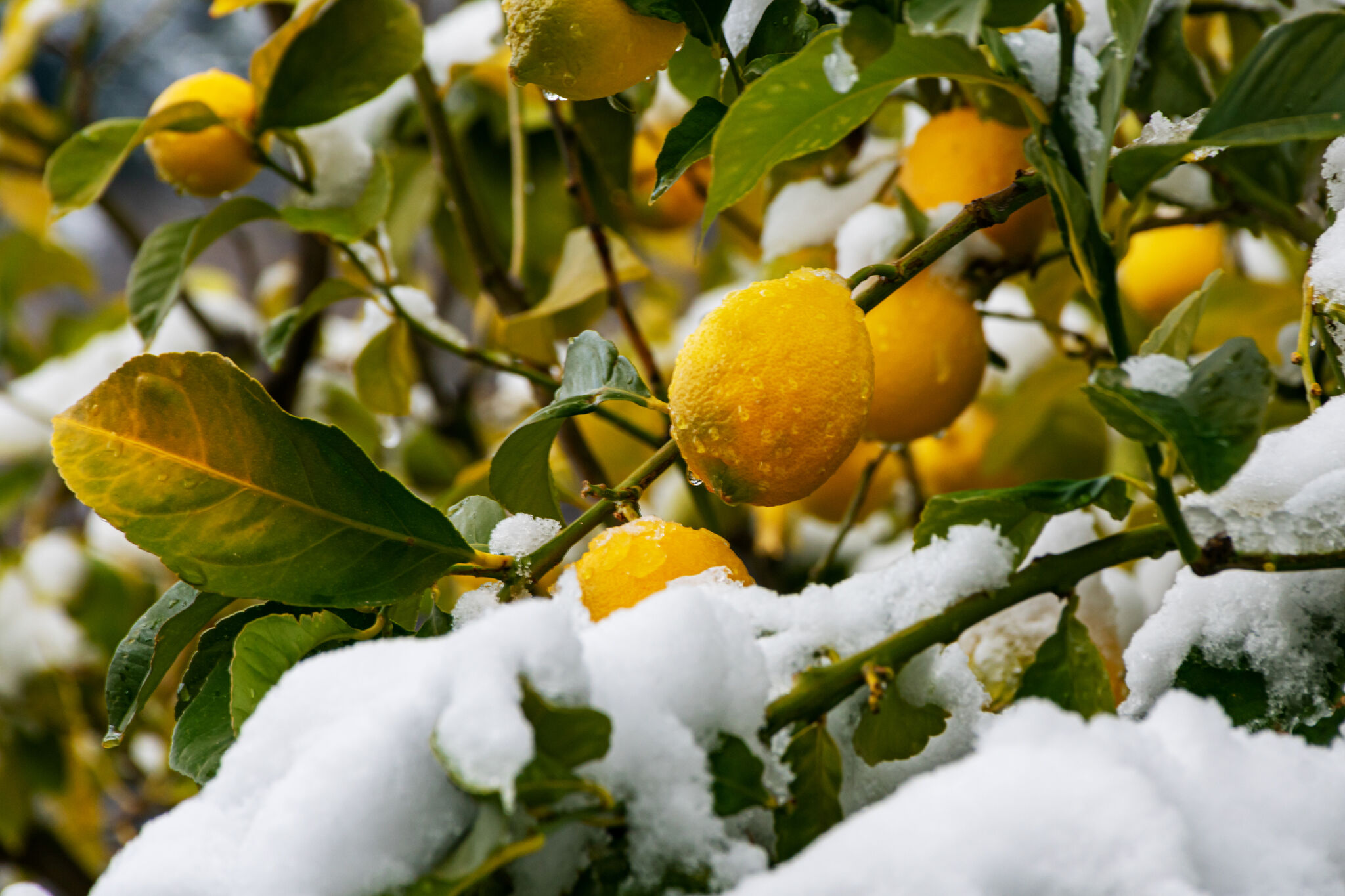 What to Do for a Lemon Tree With Frost Damage