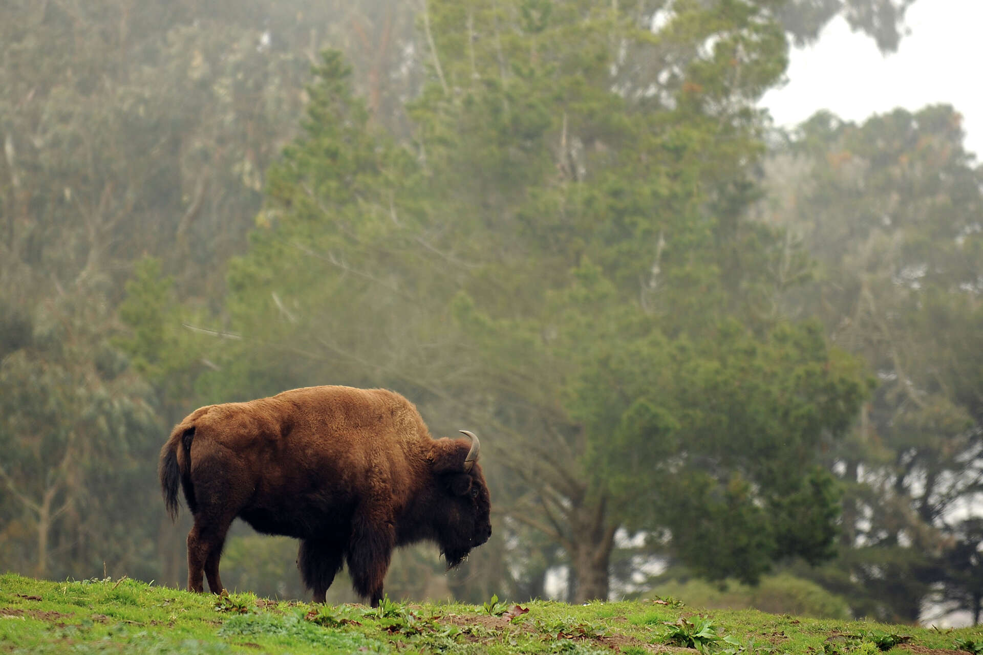 The wildest stories about SF's Golden Gate Park bison escapes