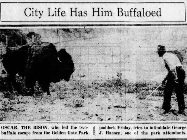 The wildest stories about SF's Golden Gate Park bison escapes