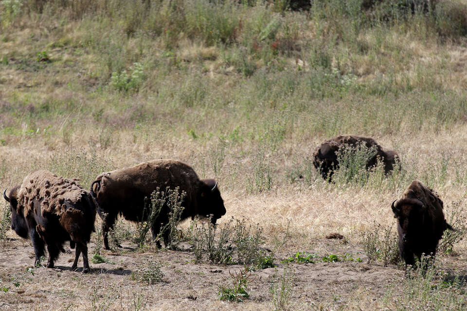 The wildest stories about SF's Golden Gate Park bison escapes