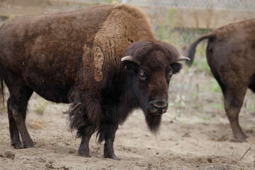 The wildest stories about SF's Golden Gate Park bison escapes