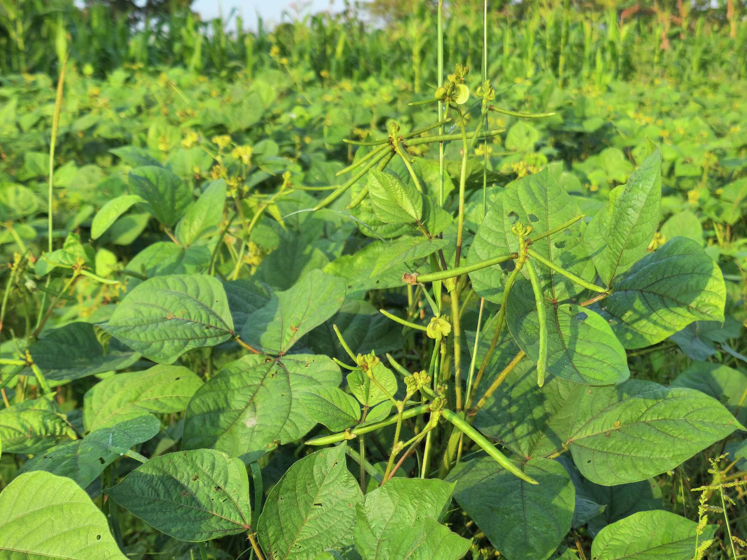 How to Grow Mung Beans: A Step-by-Step Guide