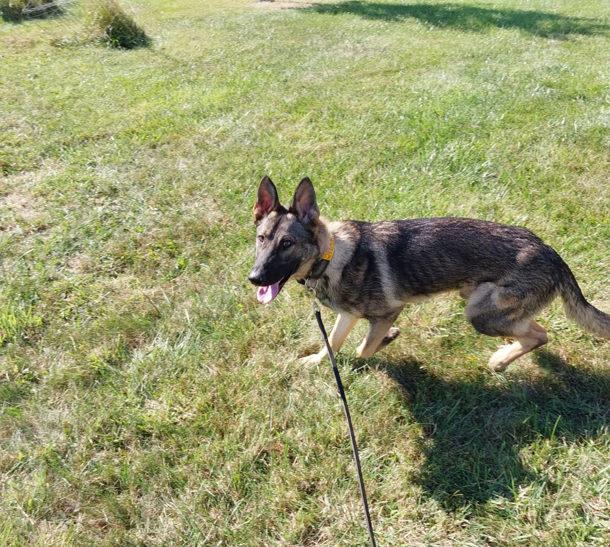 Benzie County Sheriff's Office to welcome new K-9 officer Omar