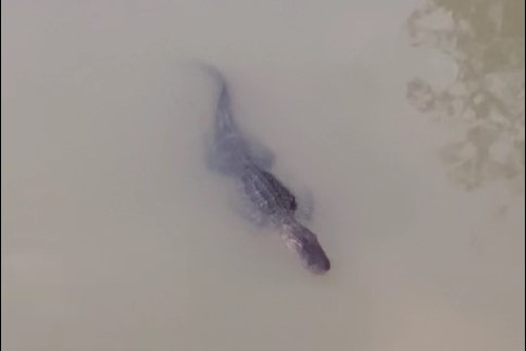 Alligator spotted in Brazos River in Waco for a second time
