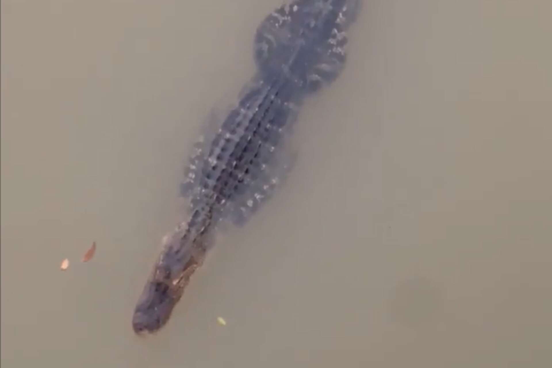 TPWD finds more alligators in the Brazos River near Waco
