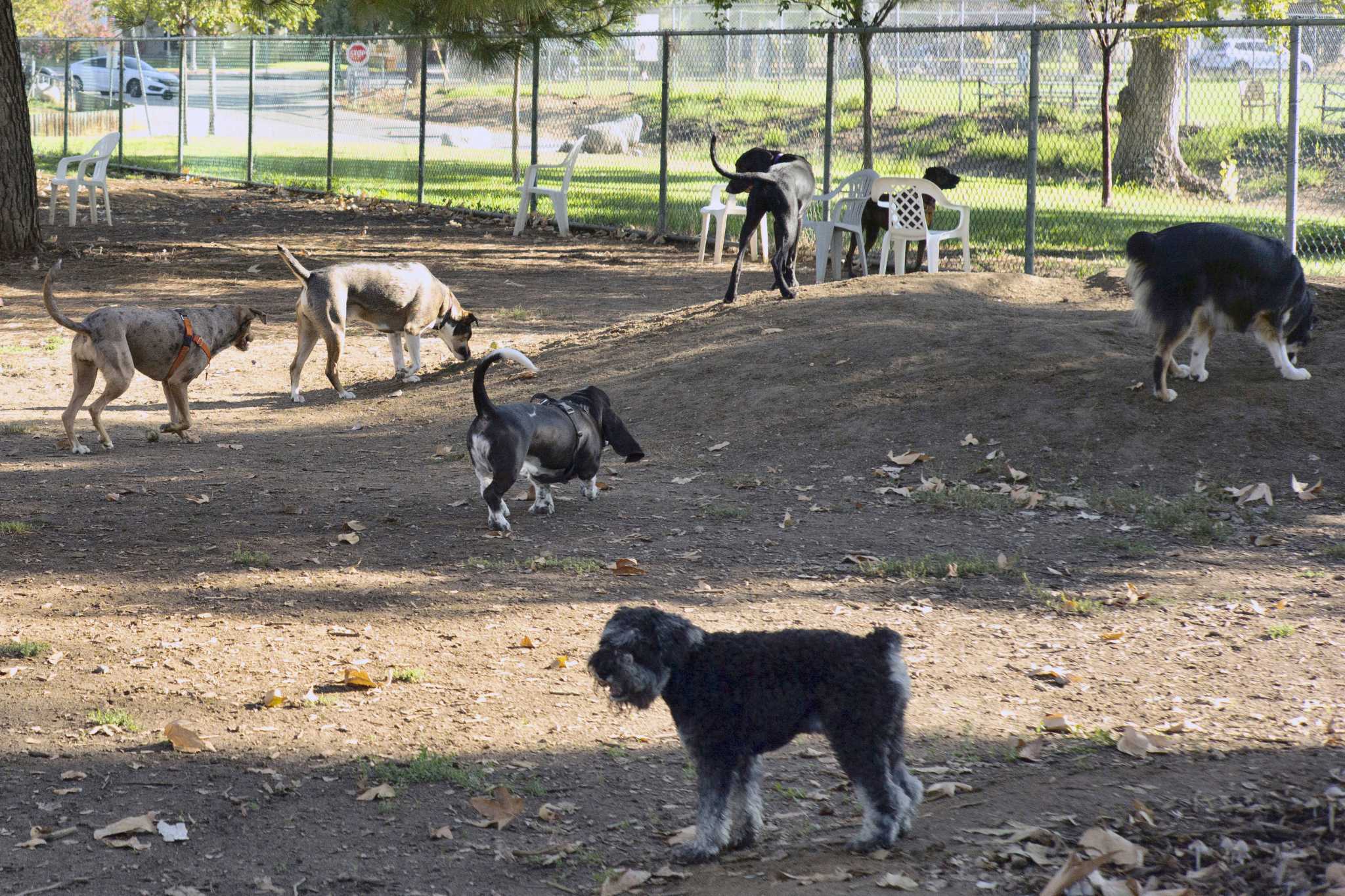 What to know about a mysterious illness affecting dogs in California