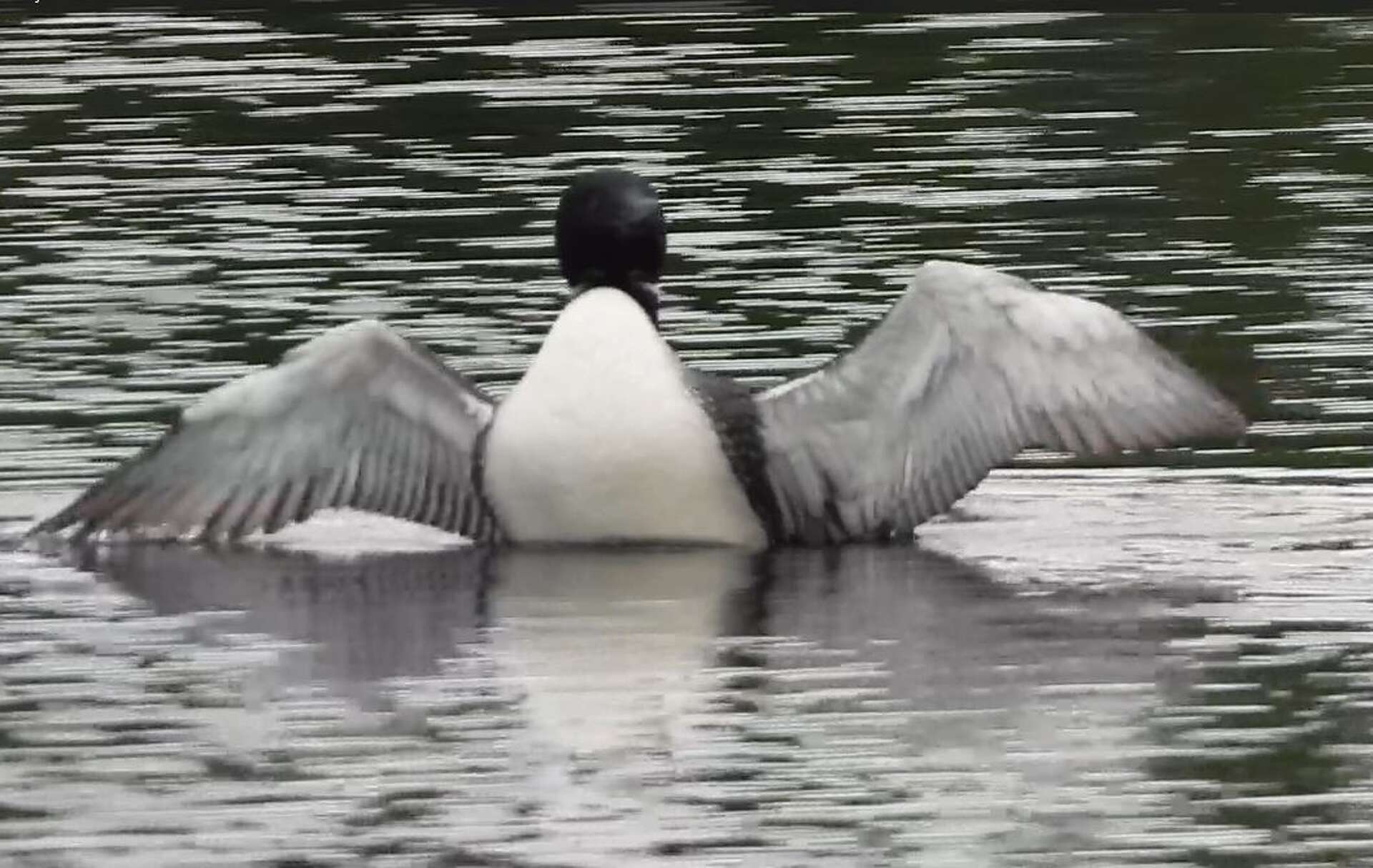 Loons are a favorite bird of many Michigan residents