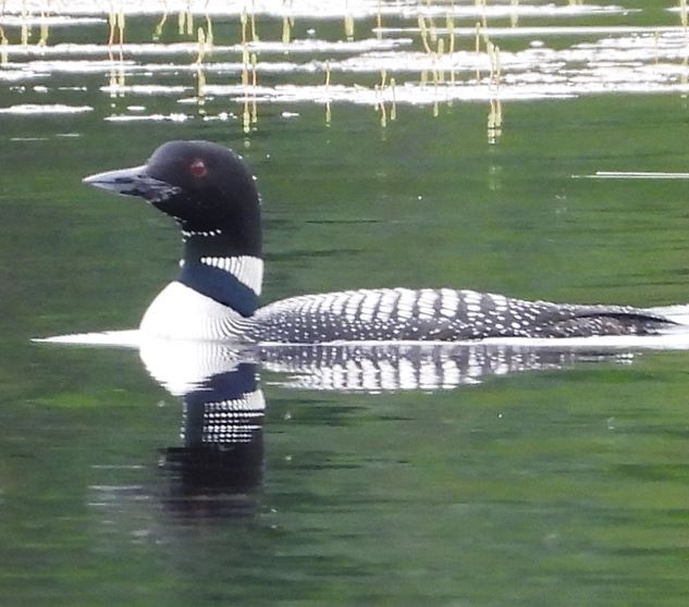 Loons are a favorite bird of many Michigan residents