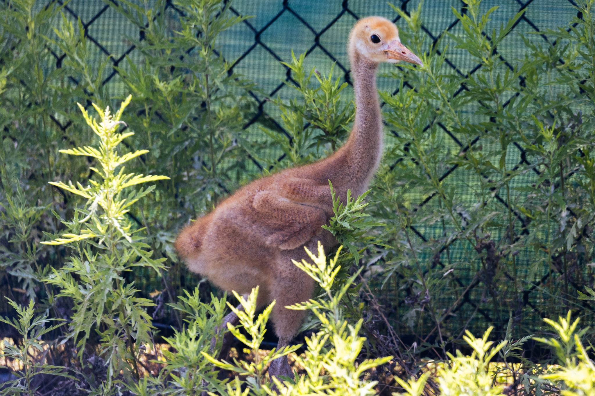 Texas zoo releases first whooping crane chick into the wild