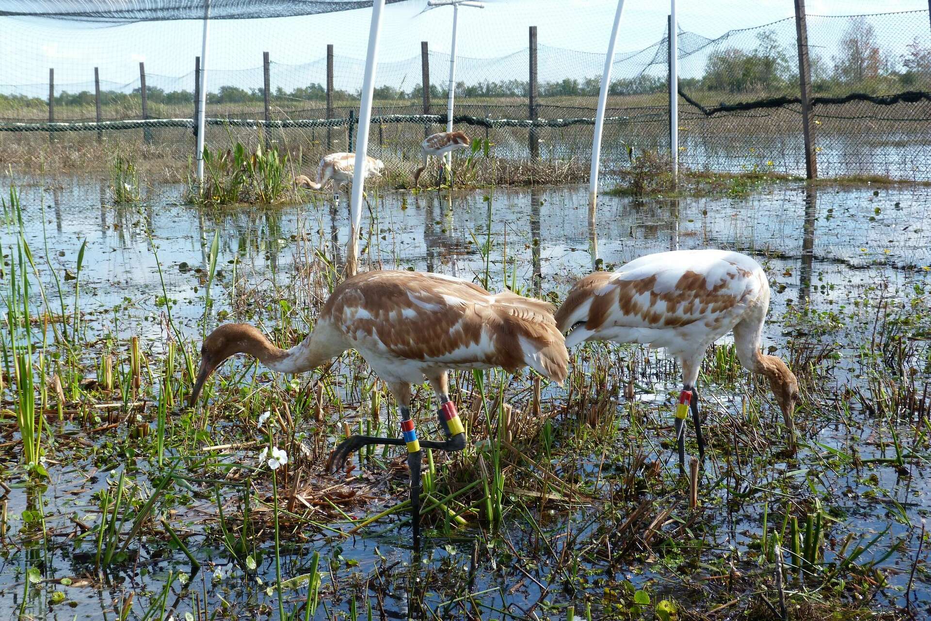 Texas zoo releases first whooping crane chick into the wild