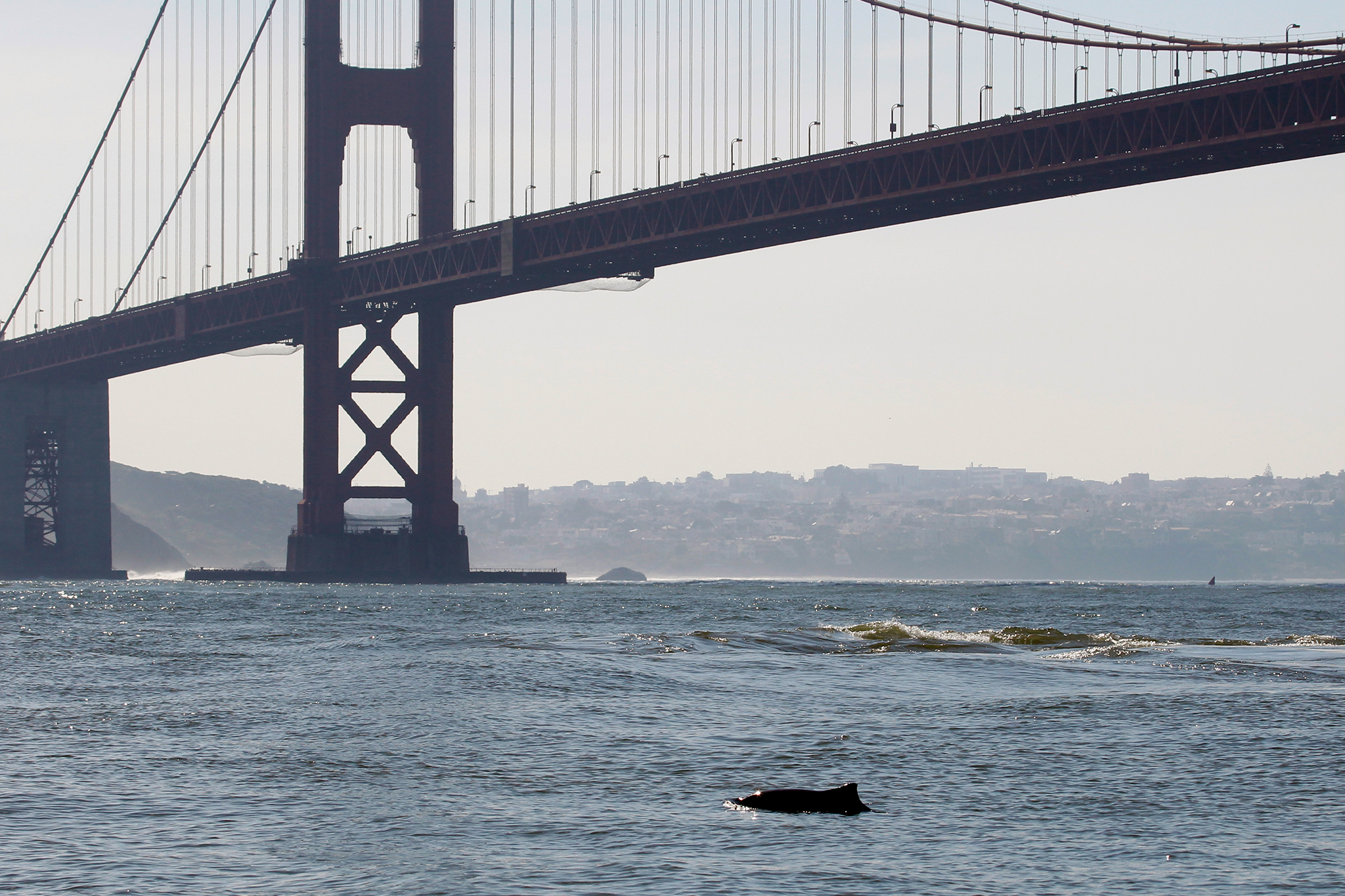 Scientists make discovery on unusual sea creature under GG Bridge