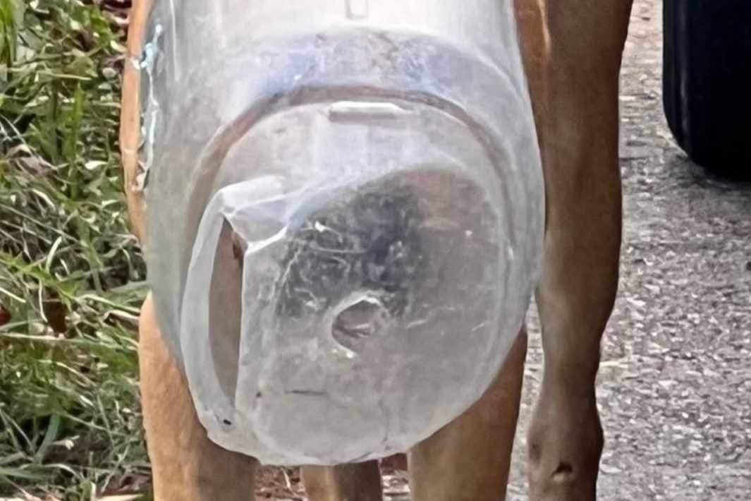 Houston-area woman saves dog with head stuck in jug
