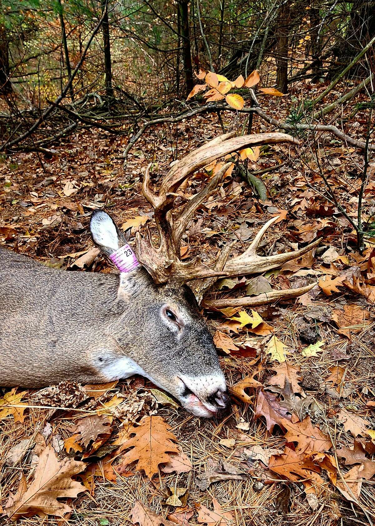 Manistee outdoorsman bags 14-point trophy buck in Onekama