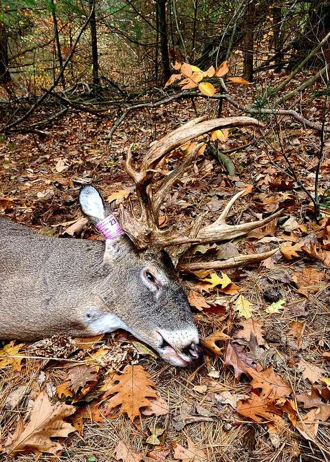 Manistee outdoorsman bags 14-point trophy buck in Onekama