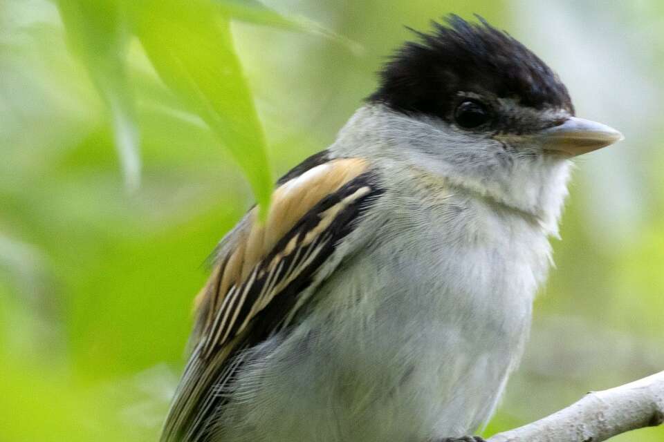 Rare tropical bird seen in Texas for the first time