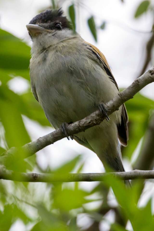 Rare tropical bird seen in Texas for the first time