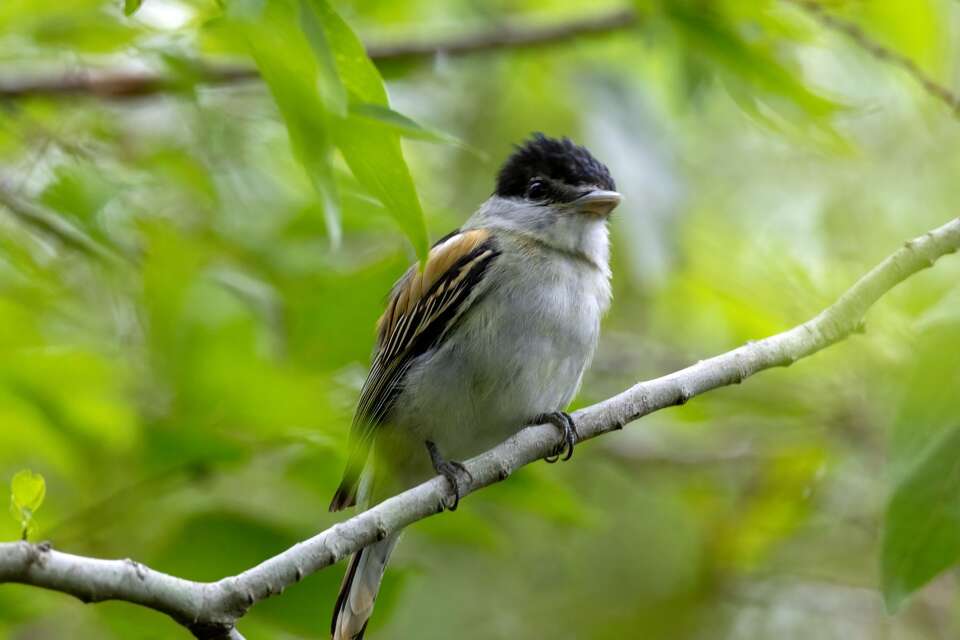 Rare tropical bird seen in Texas for the first time