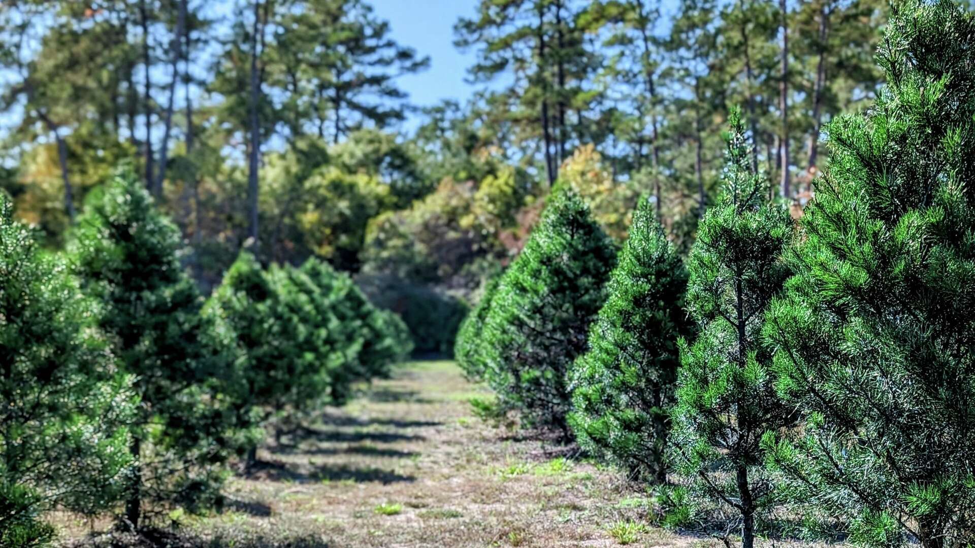 Live Christmas trees are surging in popularity in Texas