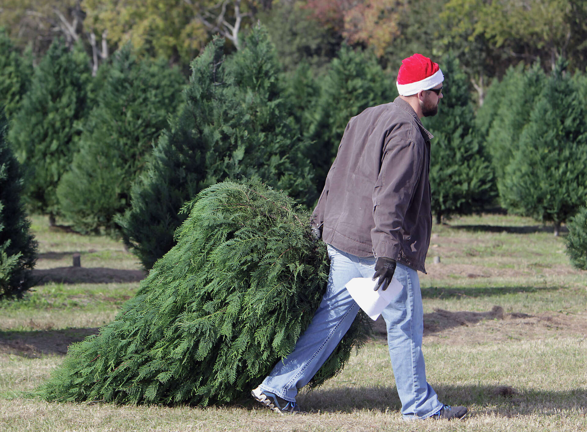 Live Christmas trees are surging in popularity in Texas