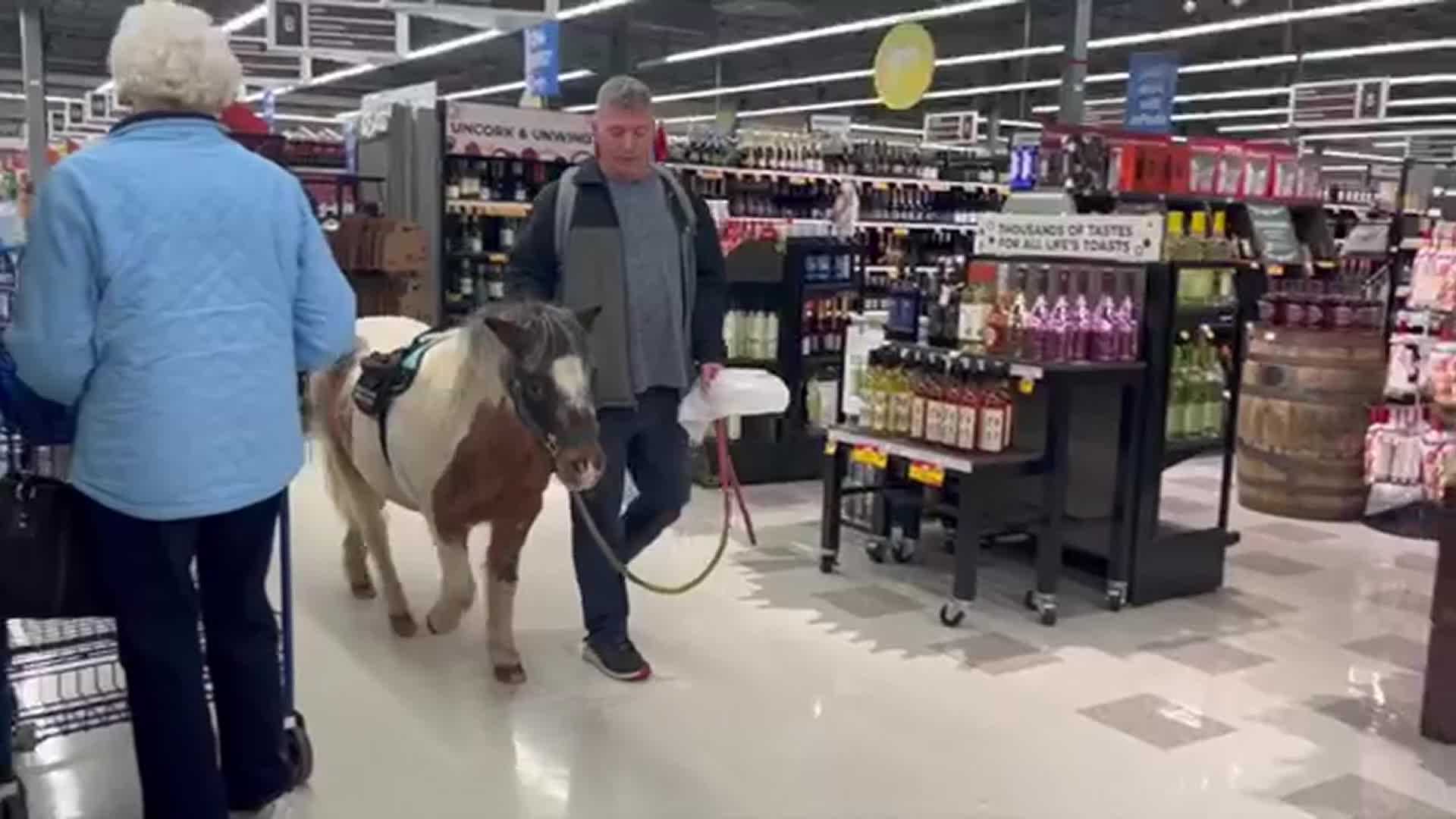 Video: Veteran shows off his miniature horse named Eli, who is his ...