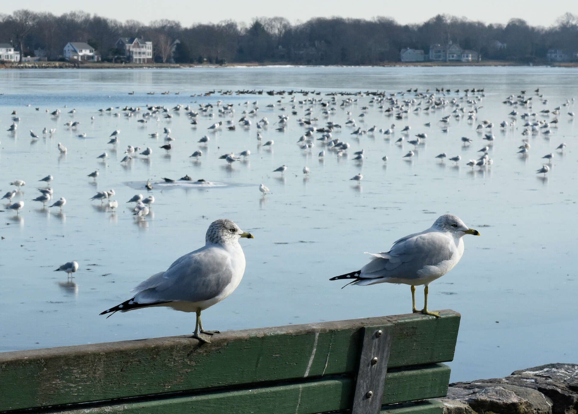 Polar vortex spurs freeze warning in CT, may bring season's first snow