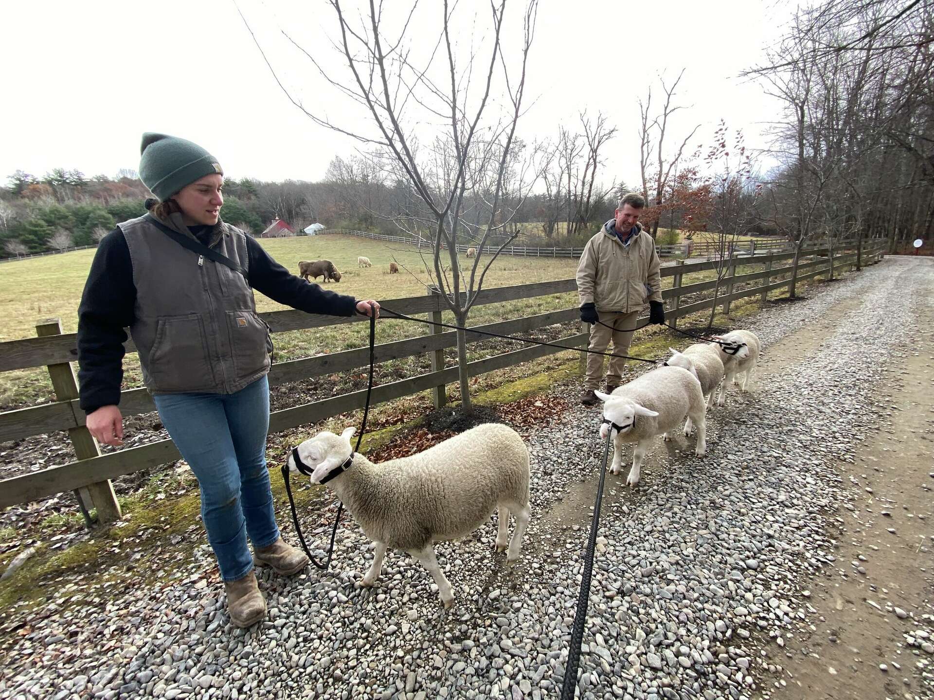 Sheep-walking at June Farms