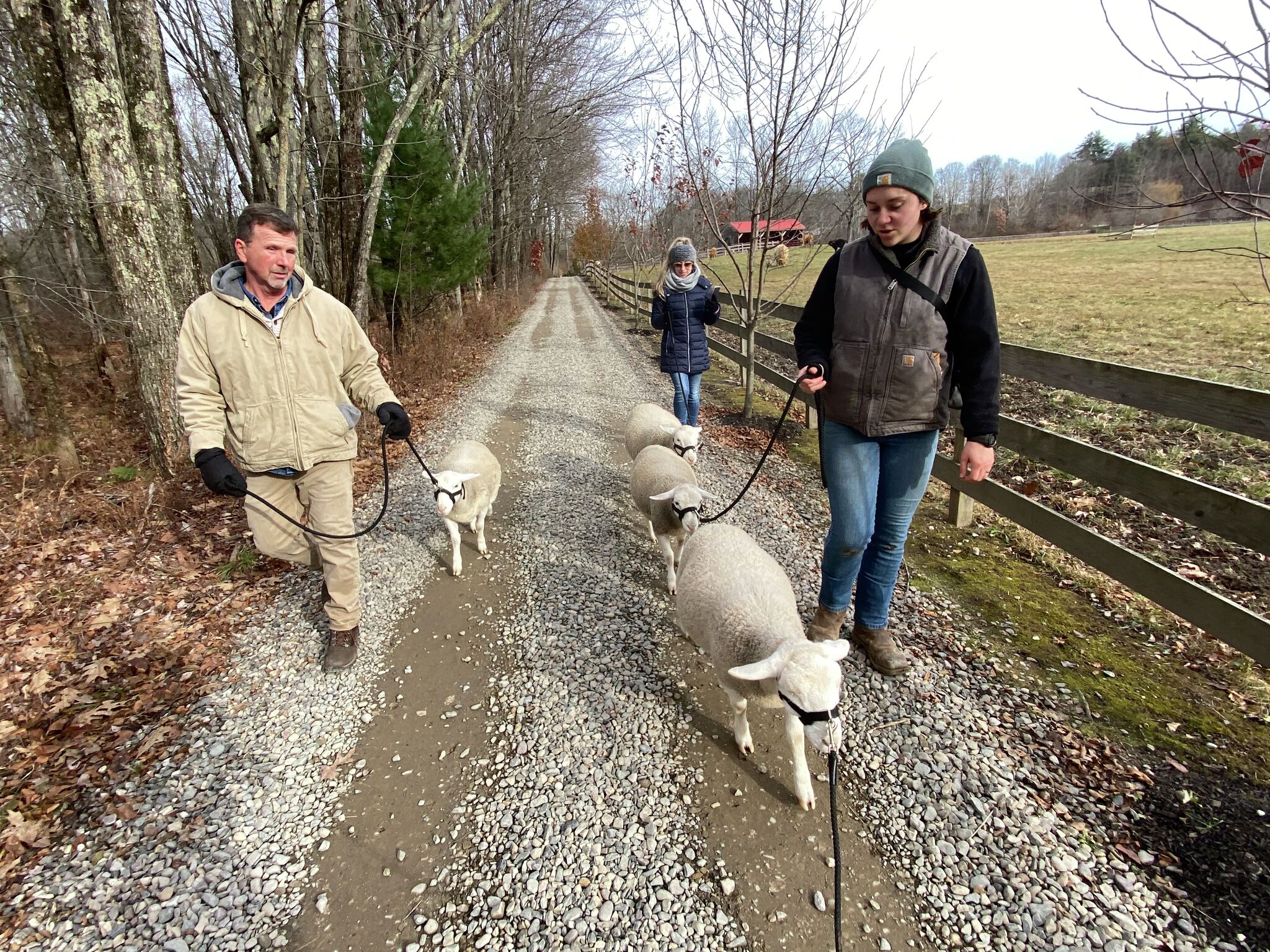 Sheep-walking at June Farms