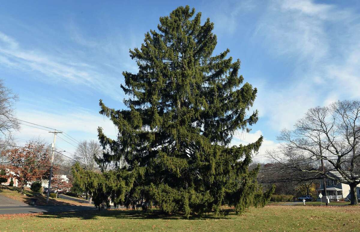 West Haven cancels Christmas tree lighting at Barney Hill Park