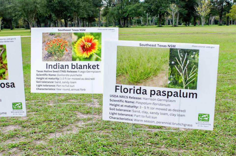 Grass from new Southeast Texas native seed mix resists storms, drought