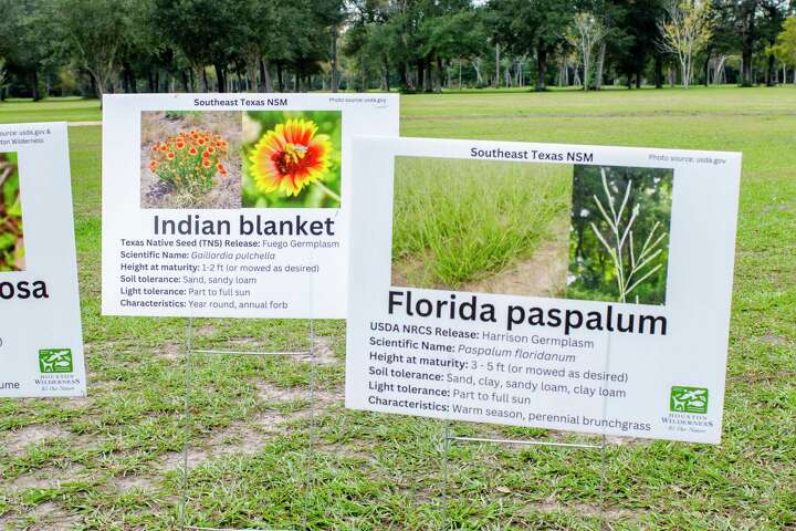Grass from new Southeast Texas native seed mix resists storms, drought