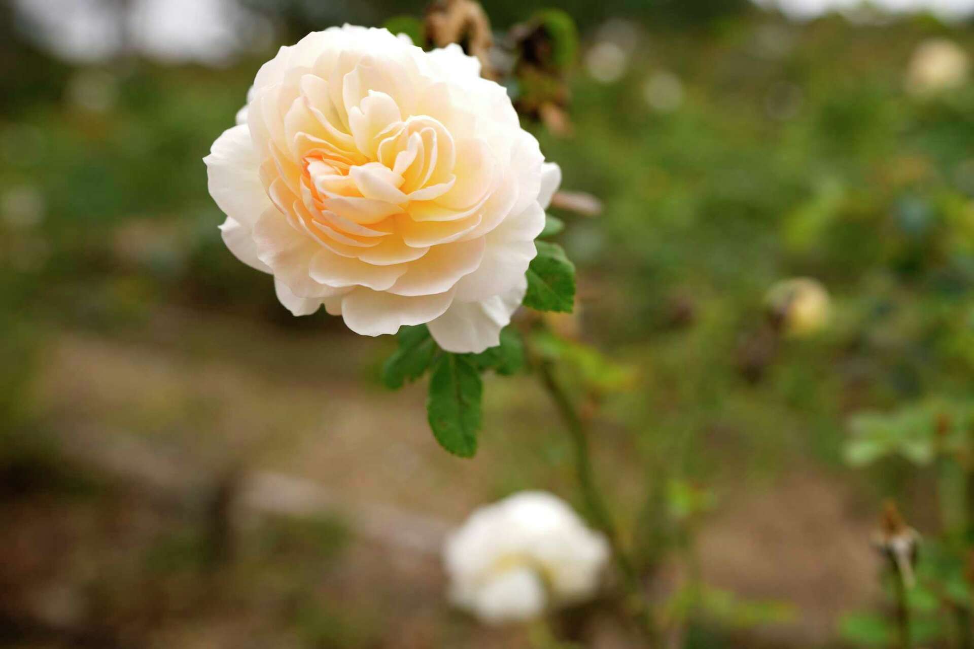 How a Houston couple turned barren land into field of roses
