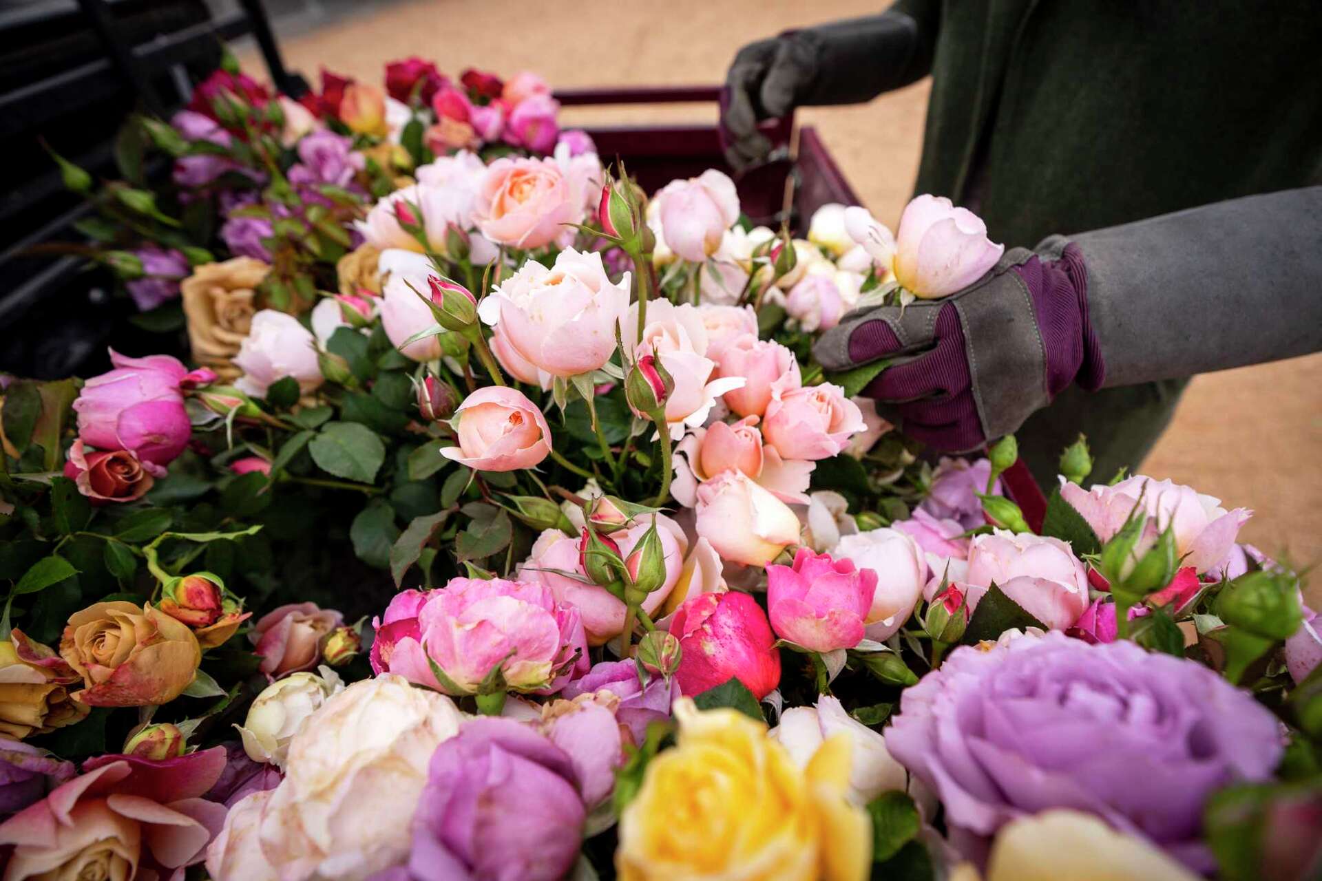 How a Houston couple turned barren land into field of roses
