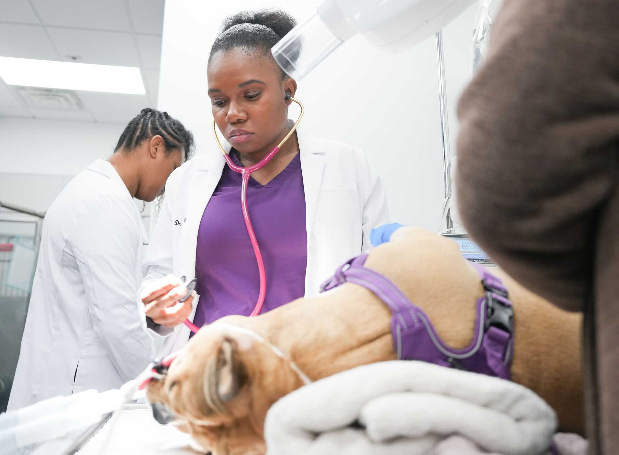 Sewing: High veterinarian bills? Why not get pet insurance?