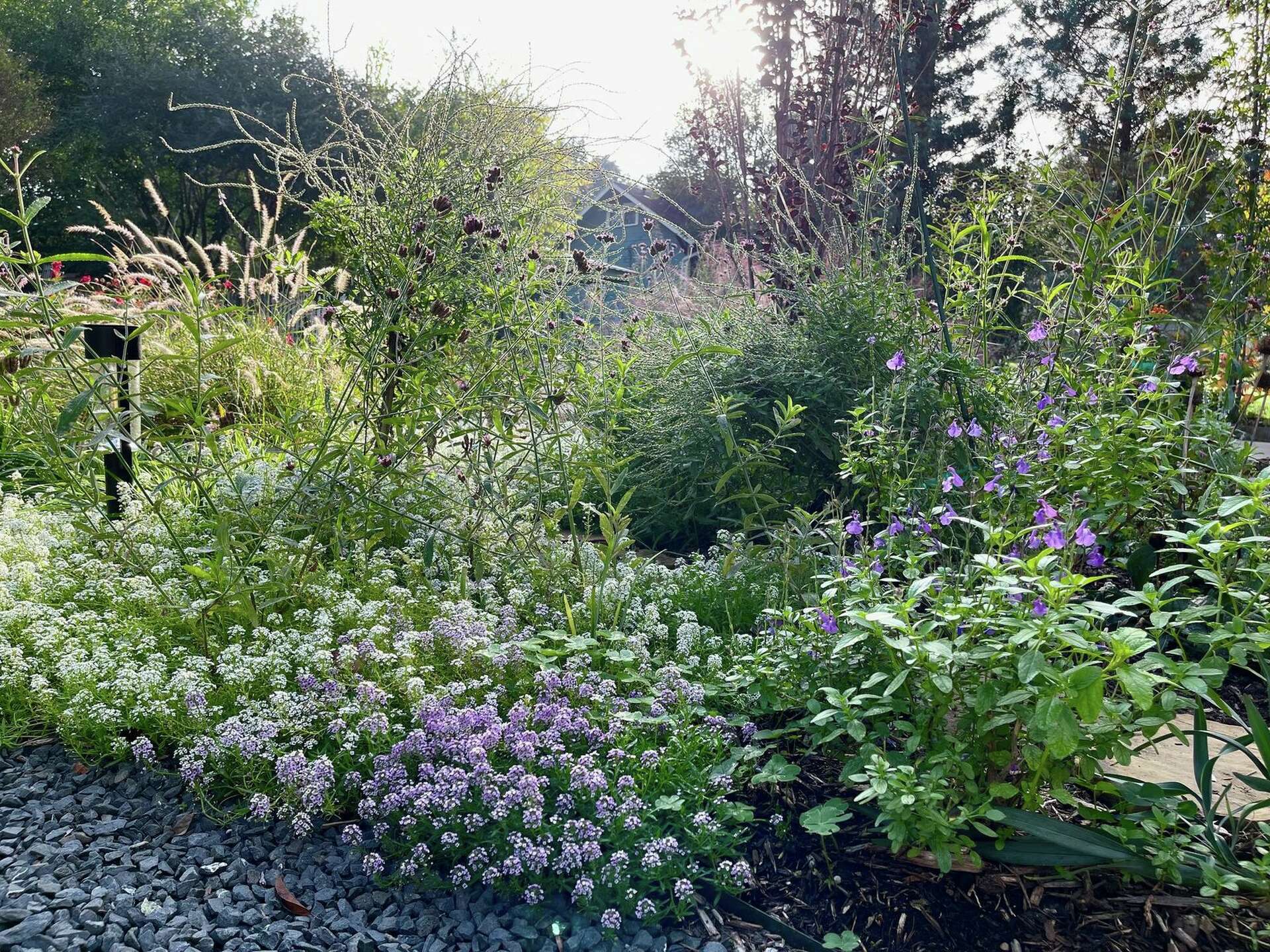 I turned my yard into a nature-scape that doesn’t need mowing