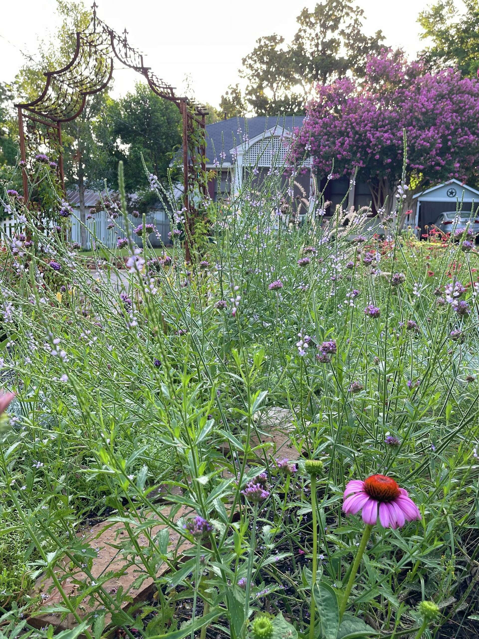 I turned my yard into a nature-scape that doesn’t need mowing