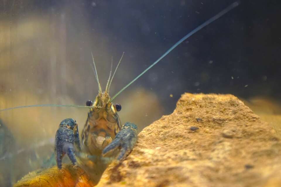 Texans need to be worried about this self-cloning crayfish