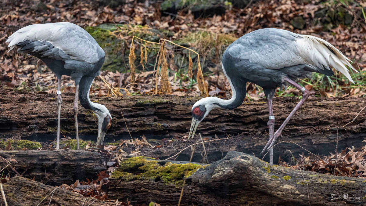 Bridgeport's Beardsley Zoo welcomes new white-naped crane