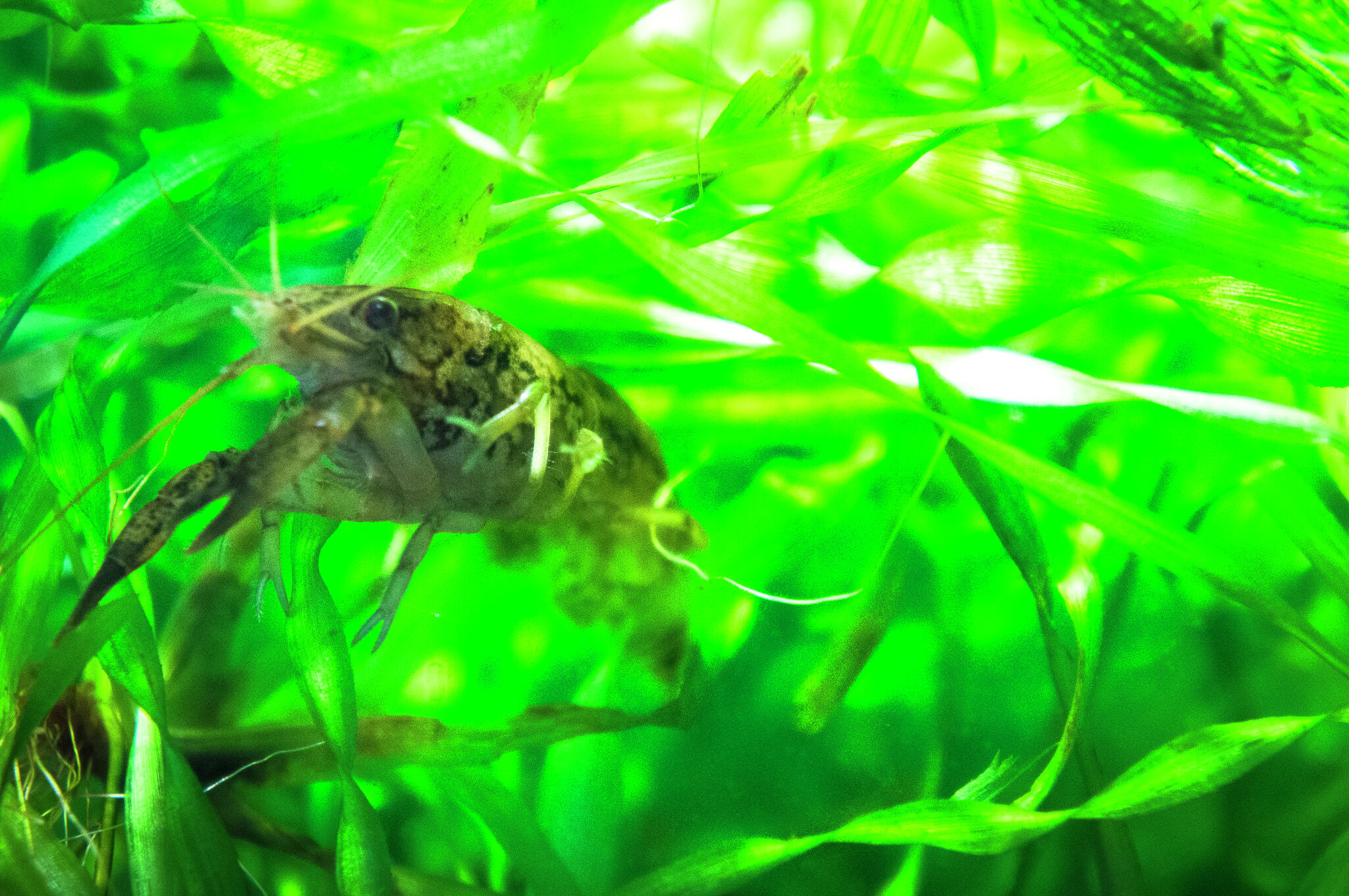 Texas Parks and Wildlife Department warns of marbled crayfish