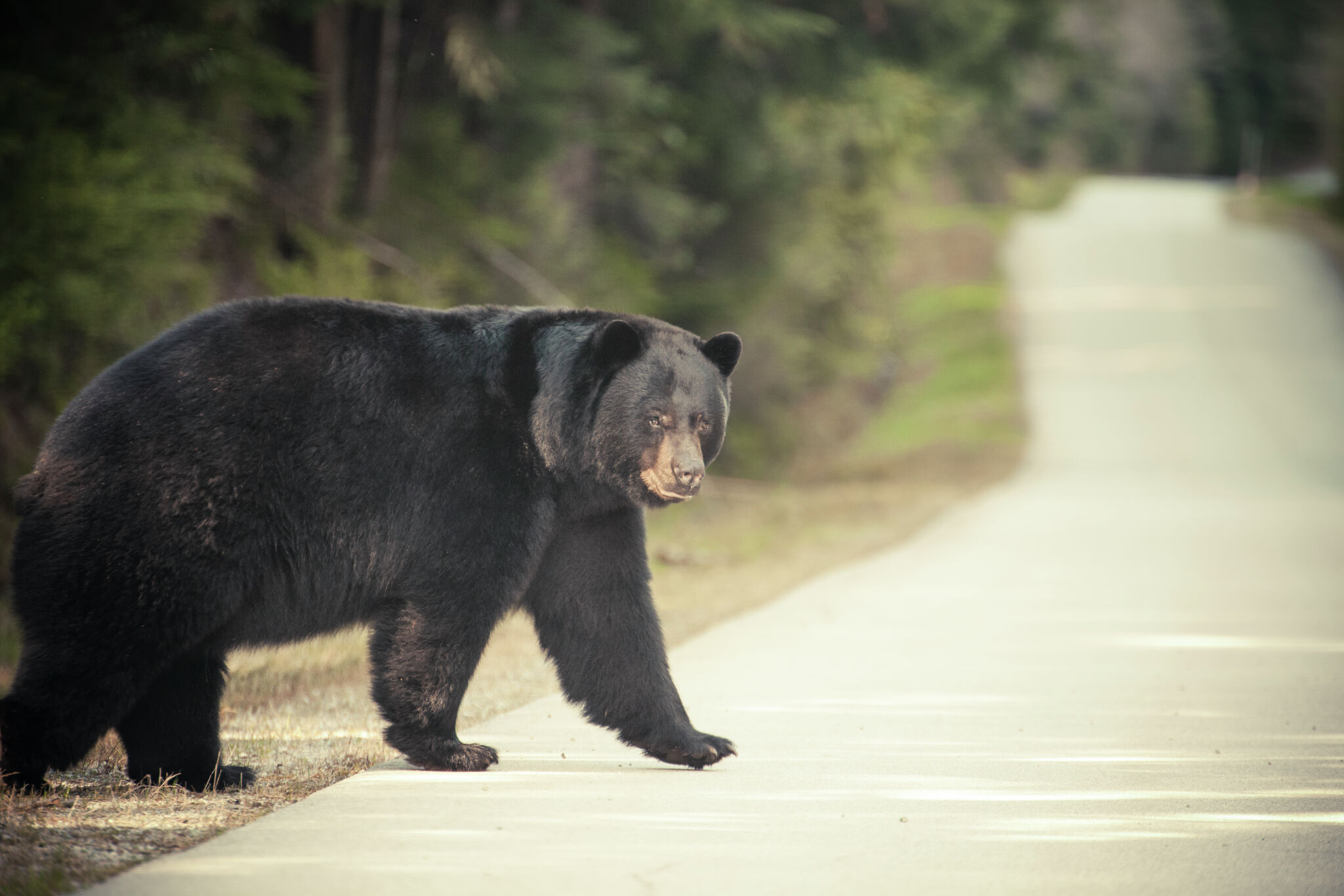 Texas Parks and Wildlife shares black bear safety tips