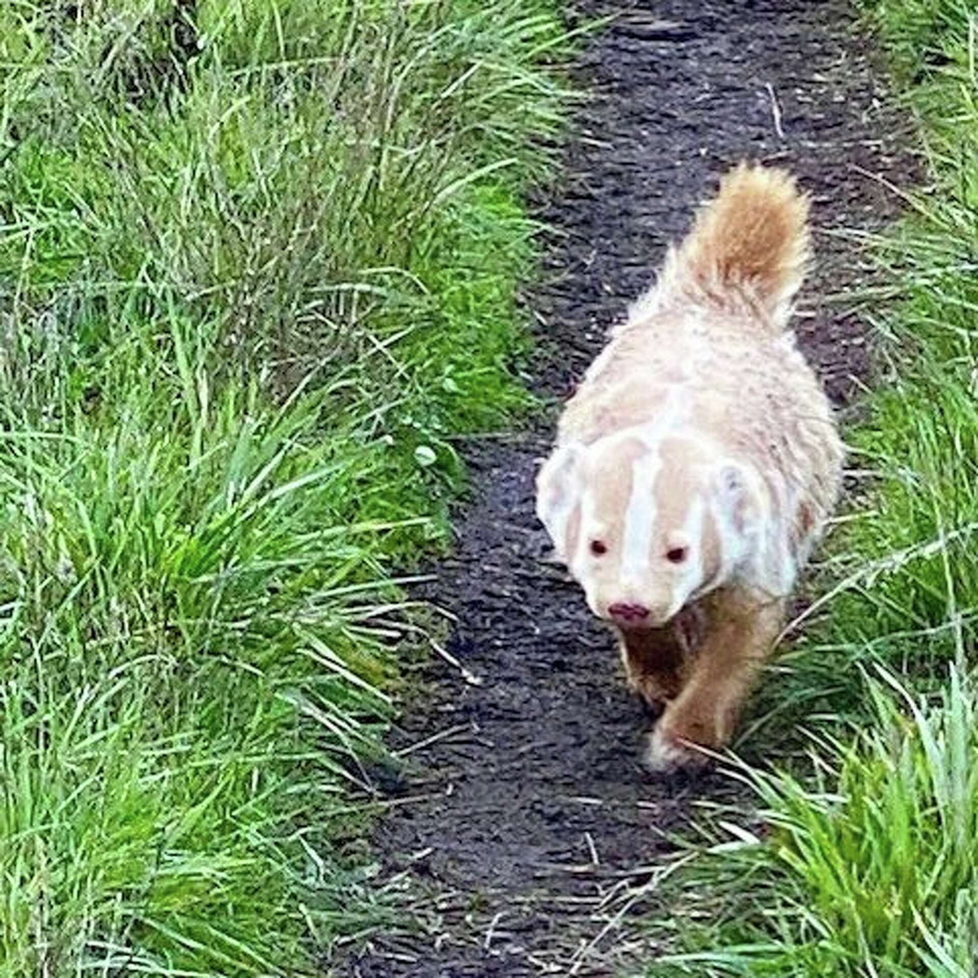 leucistic badger