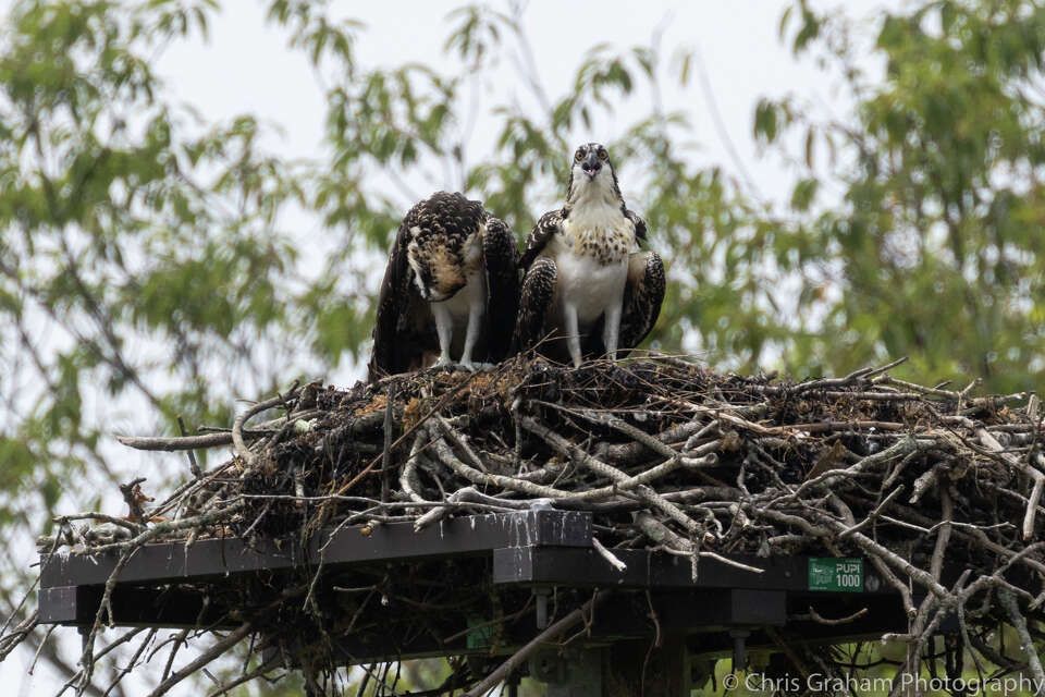 CT's ospreys are back, but how many are there?
