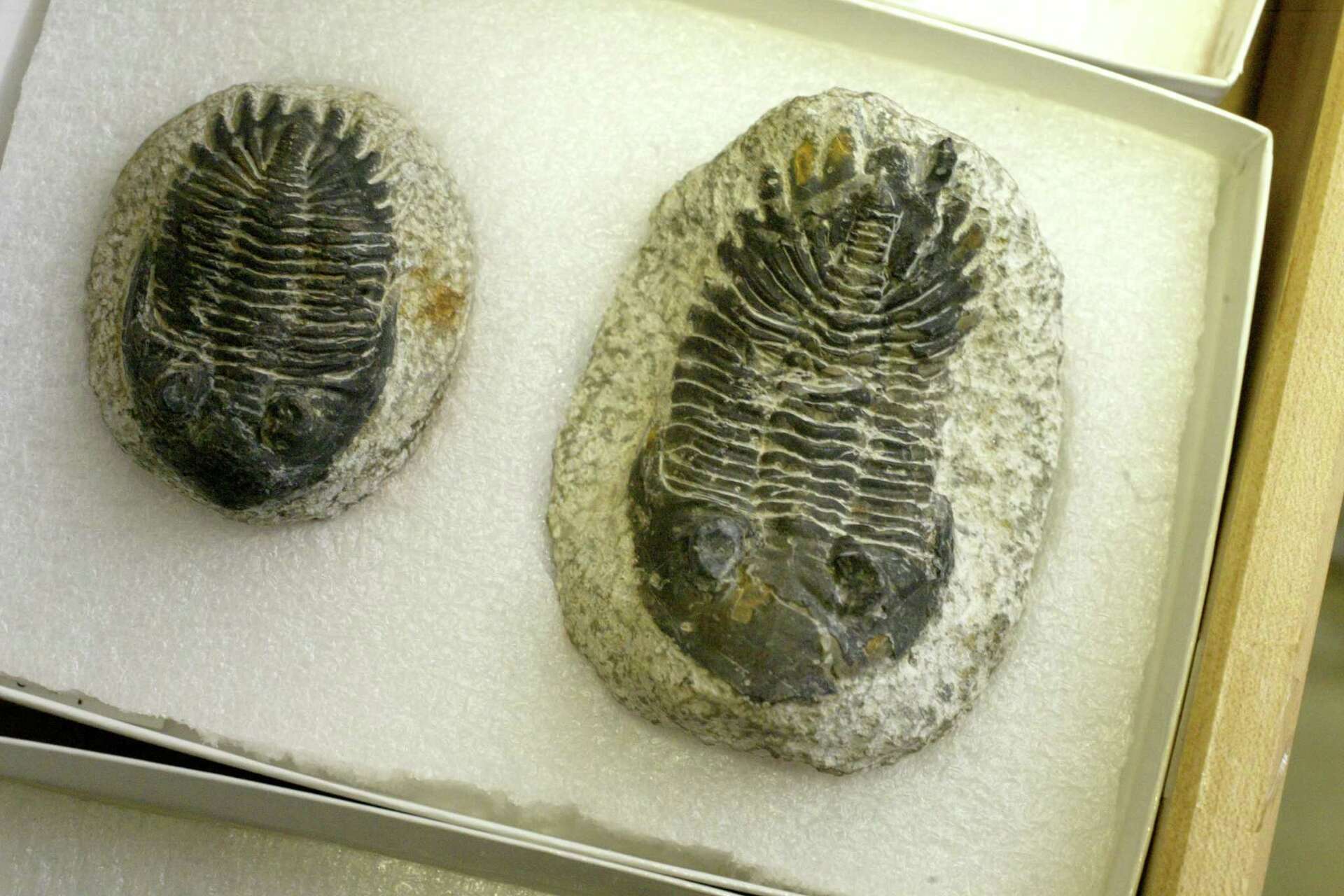 Texas State researcher helps discover extinct species of trilobite