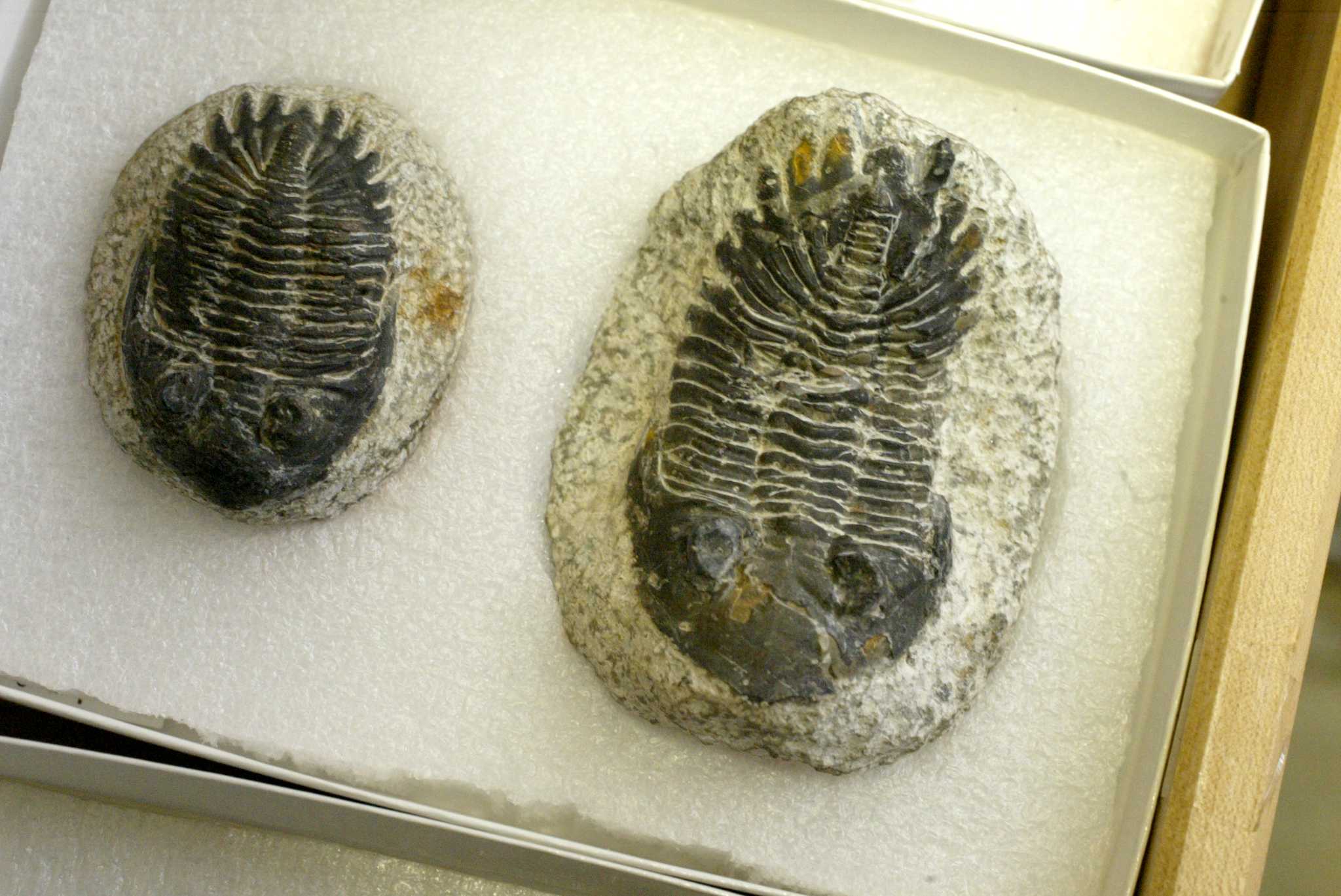 Texas State researcher helps discover extinct species of trilobite