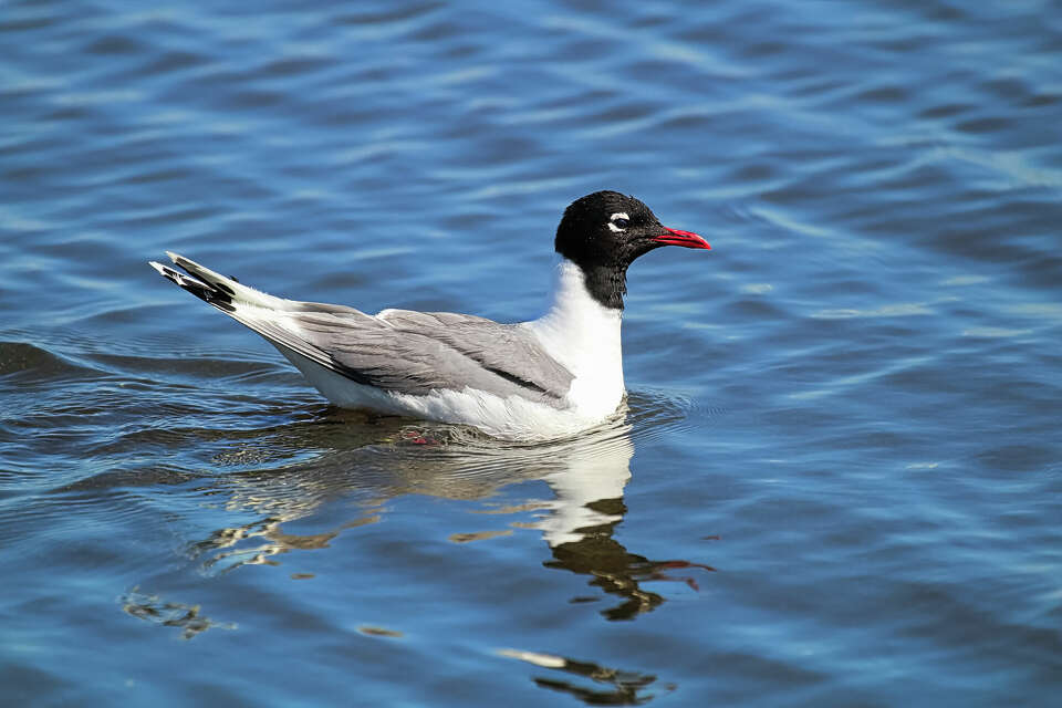 Why 10 Texas birds are getting new names next year