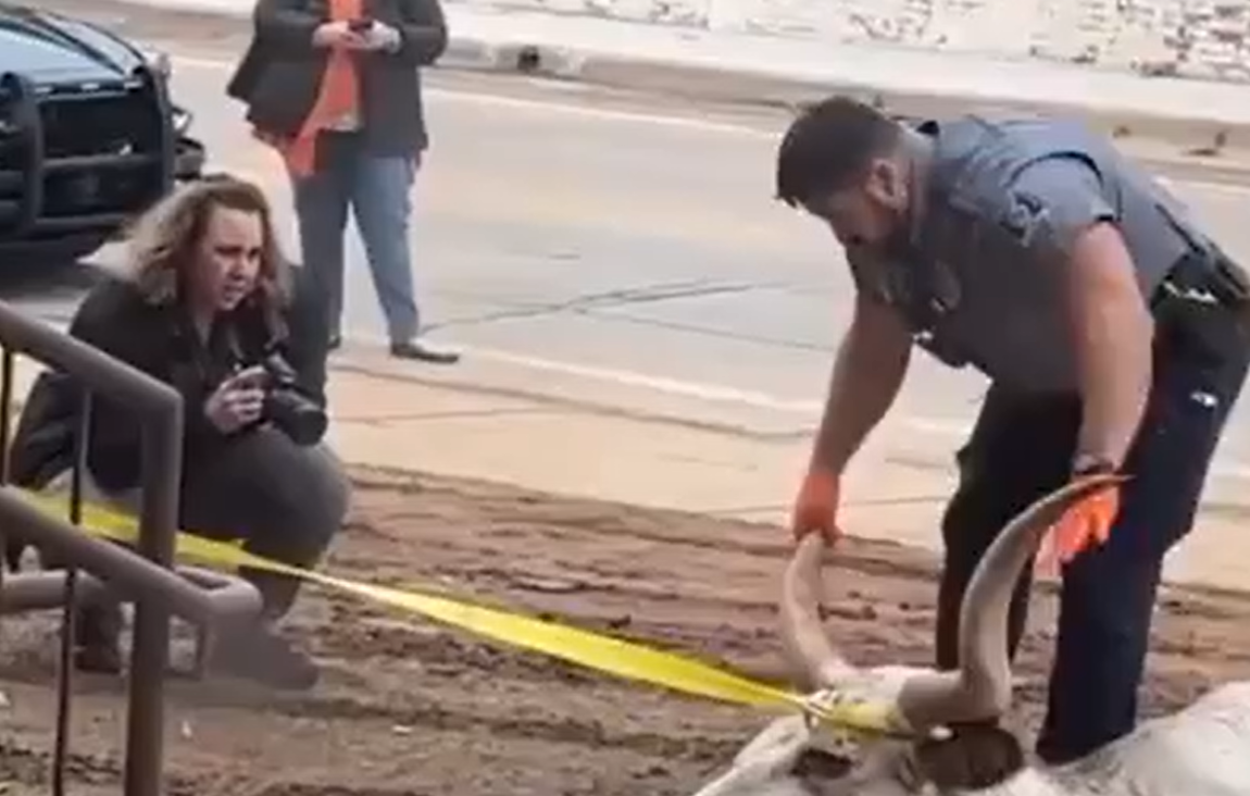 Dead longhorn dumped at OSU frat ahead of Big 12 title game